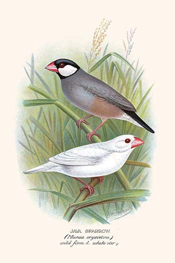 Java Sparrow – The Pierce Archive