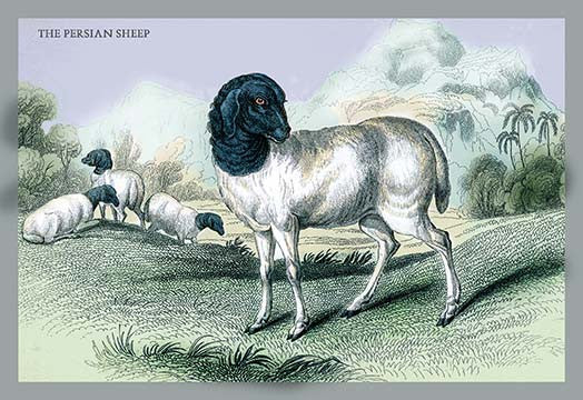 The Persian Sheep – The Pierce Archive