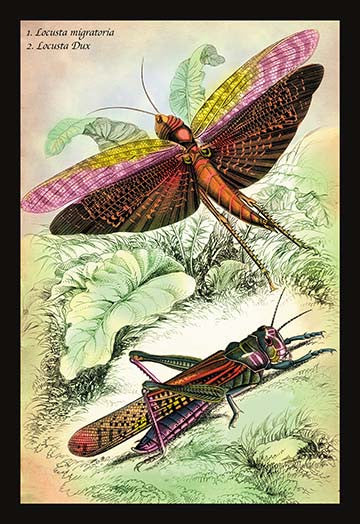 Insects: Locusta Migratoria and Locusta Dux – The Pierce Archive