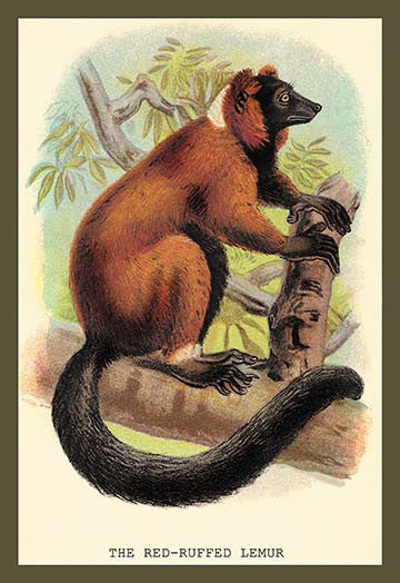 The Red-Ruffed Lemur – The Pierce Archive