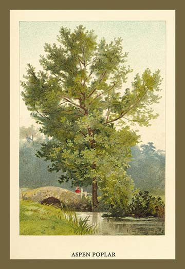 Aspen Poplar – The Pierce Archive