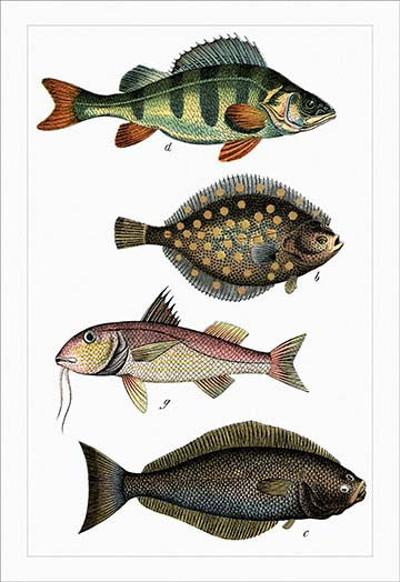 Collected Fish Specimens – The Pierce Archive