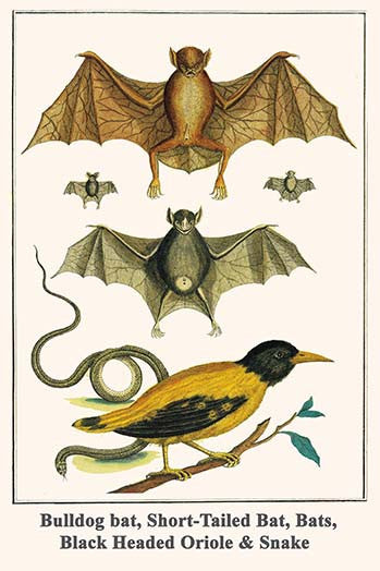 Bulldog bat, Short-Tailed Bat, Bats, Black Headed Oriole & Snake – The ...