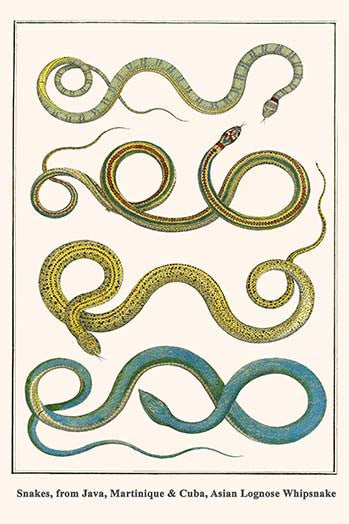 Snakes, from Java, Martinique & Cuba, Asian Lognose Whipsnake – The ...