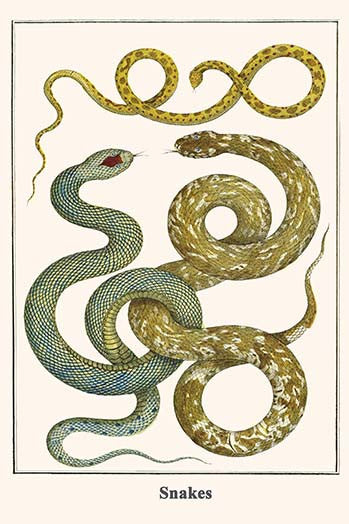 Snakes – The Pierce Archive