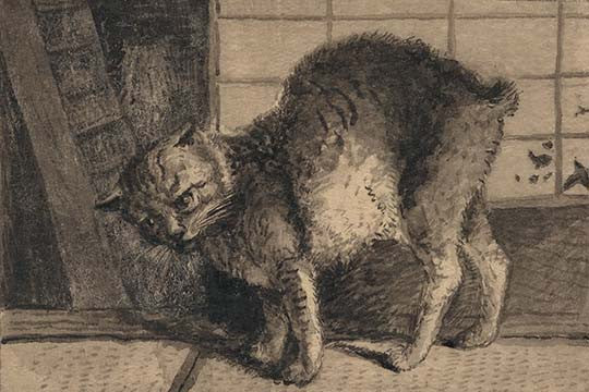 Domestic cat – The Pierce Archive