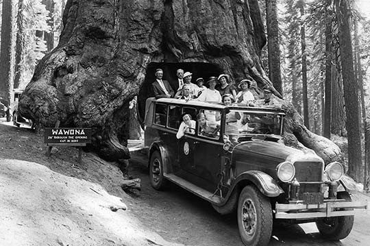 Wawona Tree – The Pierce Archive