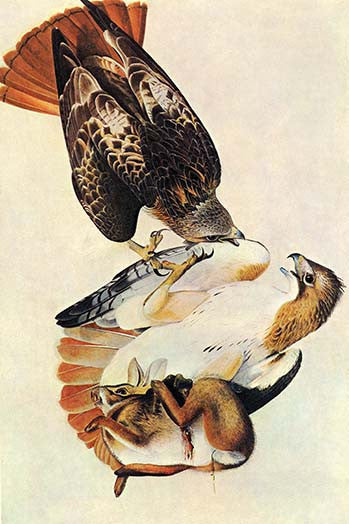 Red Tailed Hawk – The Pierce Archive