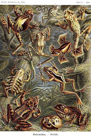 Frogs – The Pierce Archive