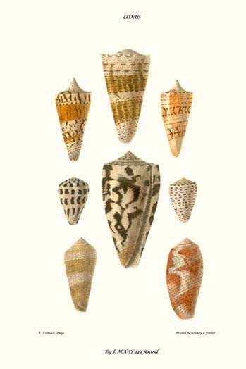 cone shells – The Pierce Archive