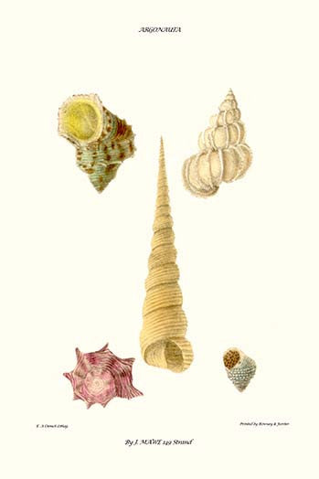 turban shells – The Pierce Archive